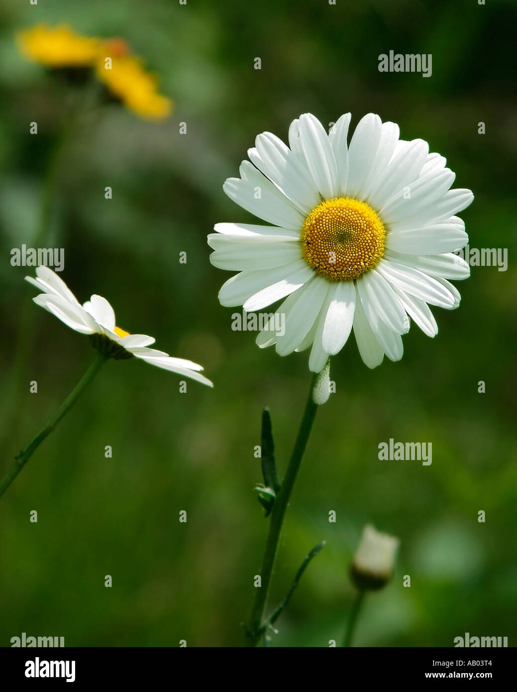 With daisy in a meadow hi-res stock photography and images - Alamy