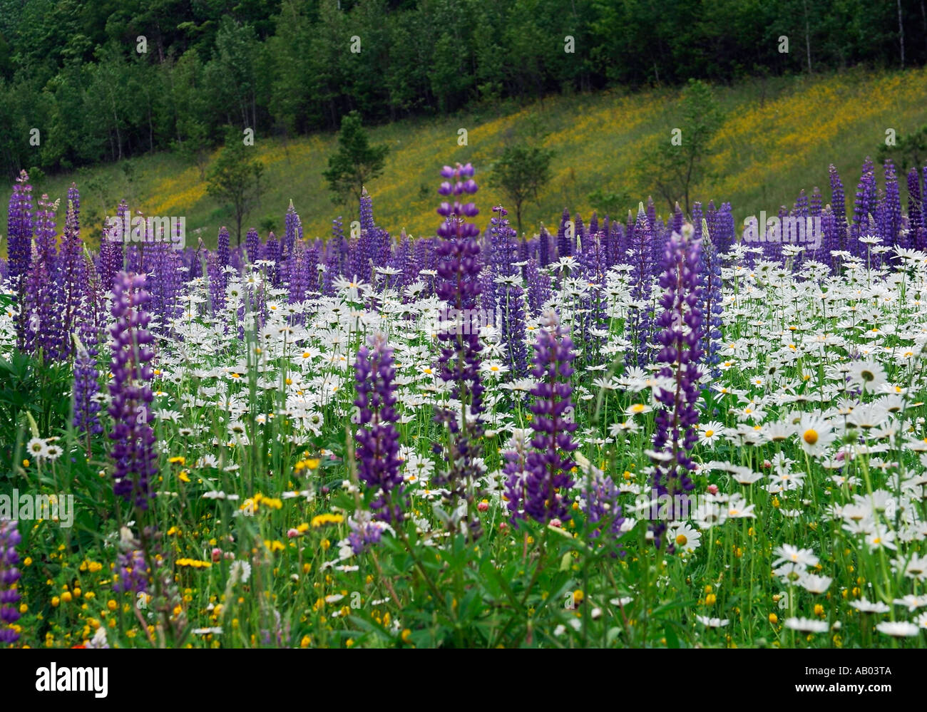 Wildflowers in a Meadow Stock Photo - Alamy