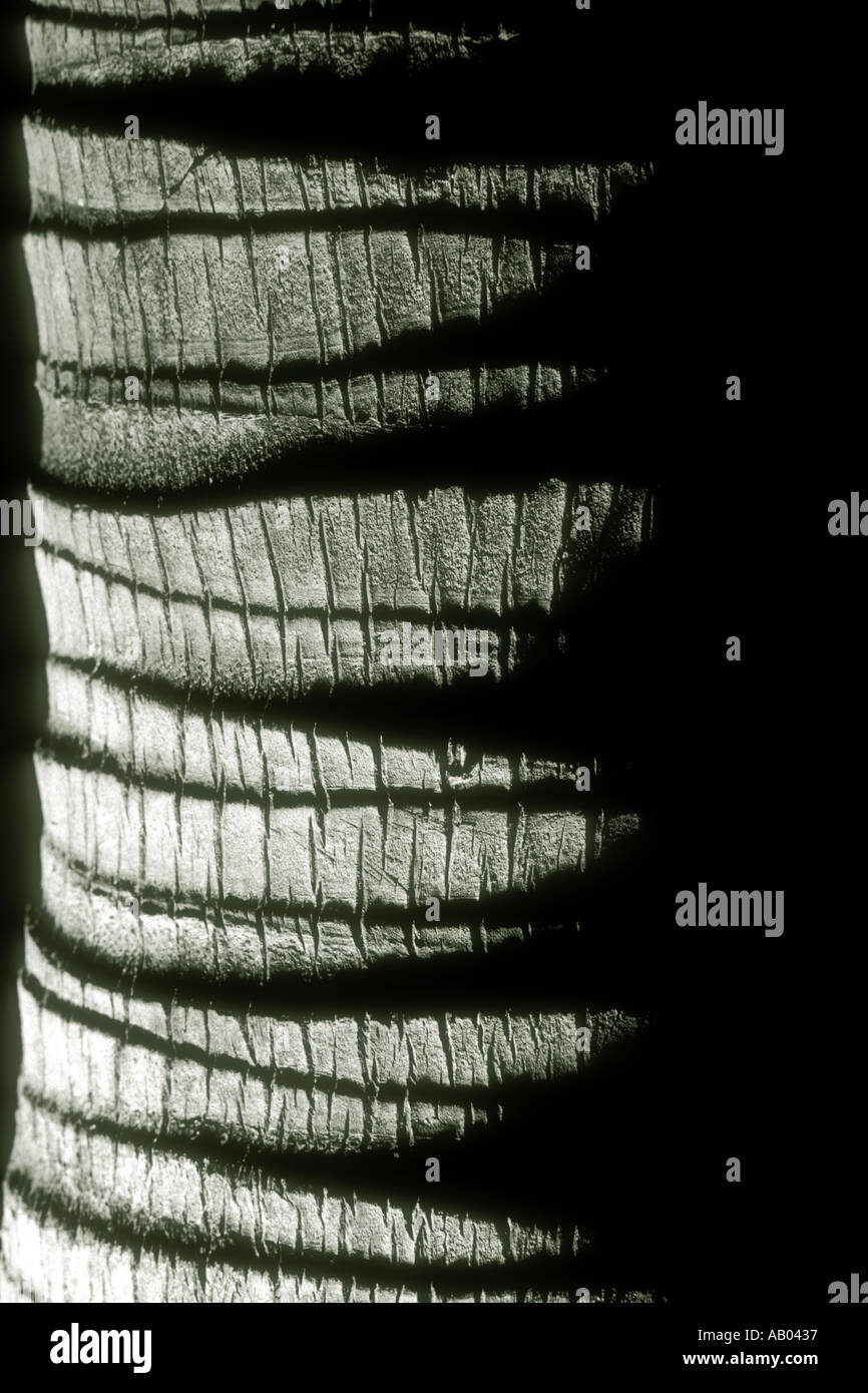 Coconut tree rings hi-res stock photography and images - Alamy