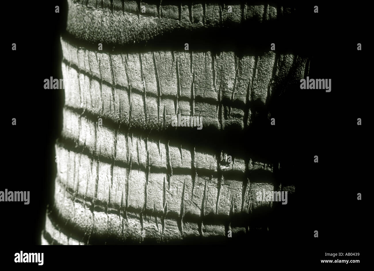 Coconut Tree Rings High Resolution Stock Photography and Images - Alamy