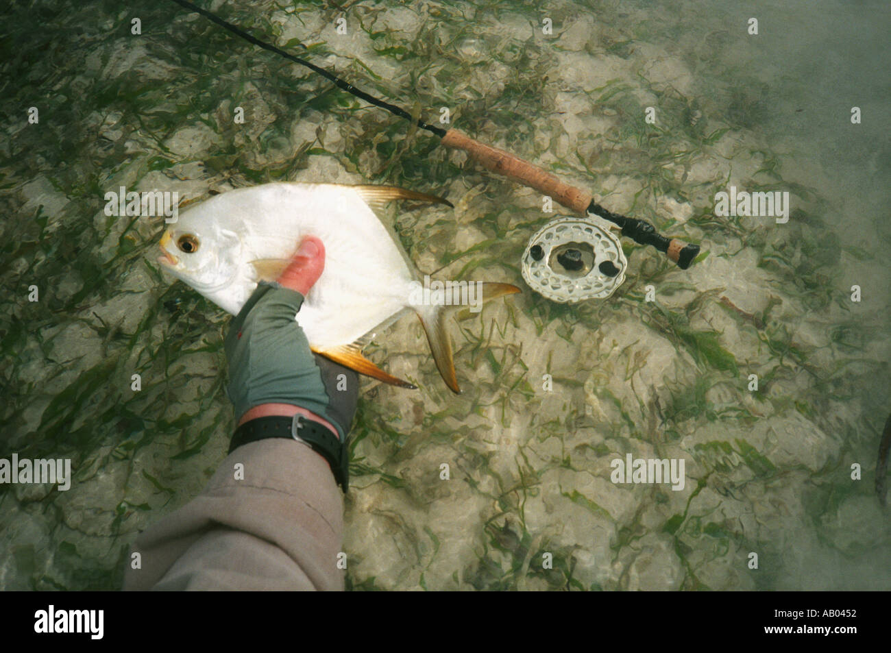 Hand holding pompano fish caught while fly fishing in the Seychelles ...