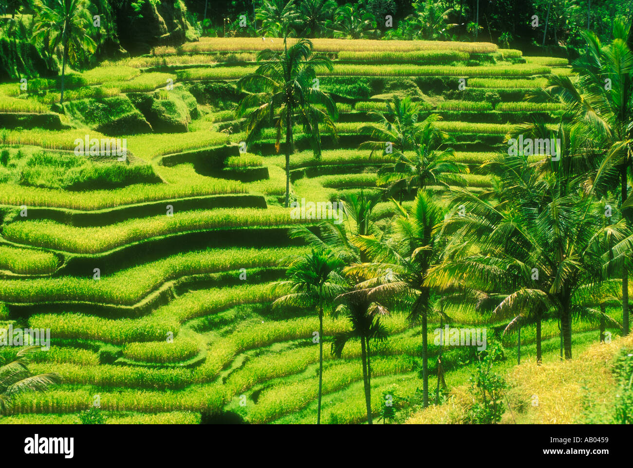 Rice terraces on the island of Bali in Indonesia Southeast Asia Stock ...
