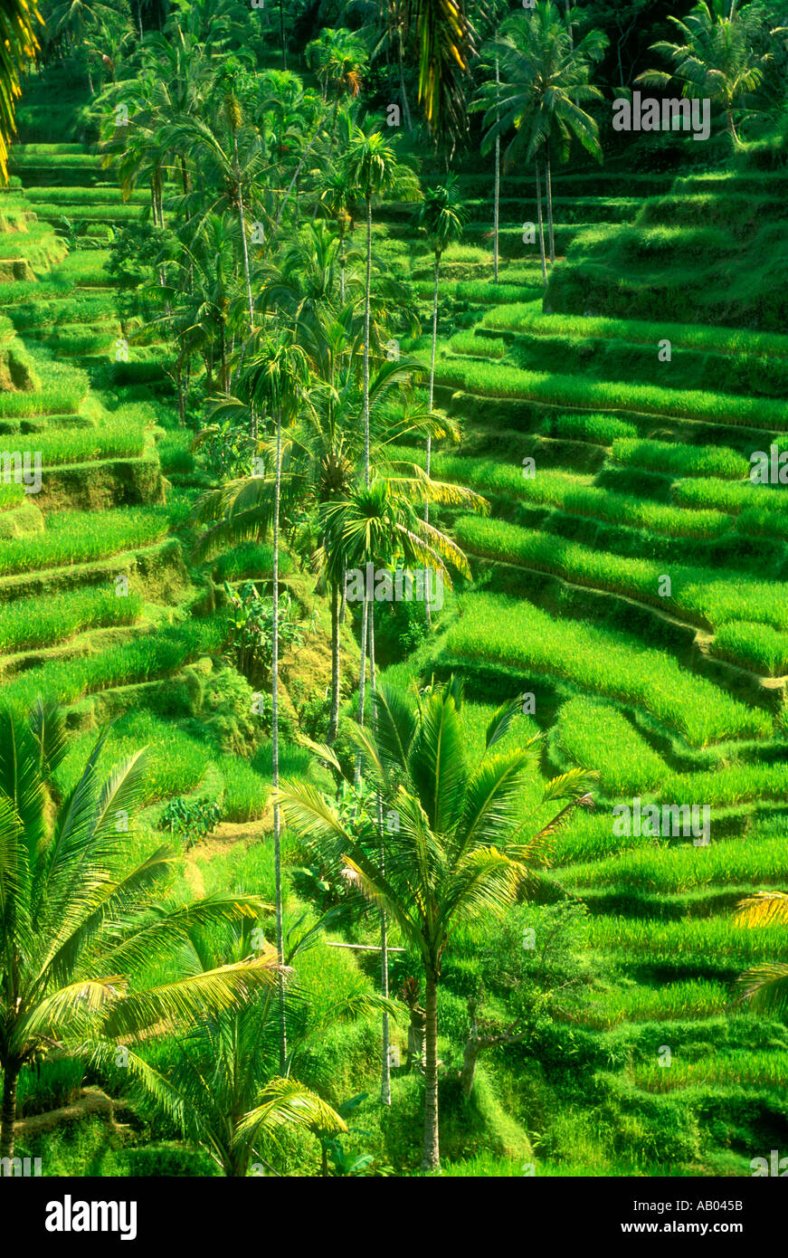 Rice terraces on the island of Bali in Indonesia Southeast Asia Stock ...