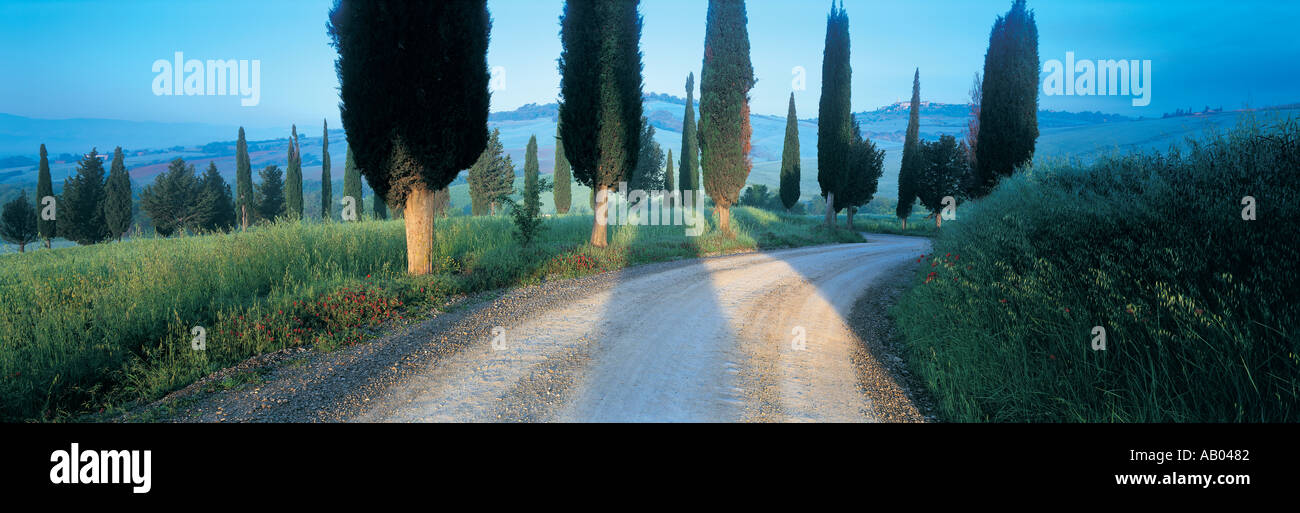 A tree lined road near Pienza in Tuscany Italy Stock Photo - Alamy