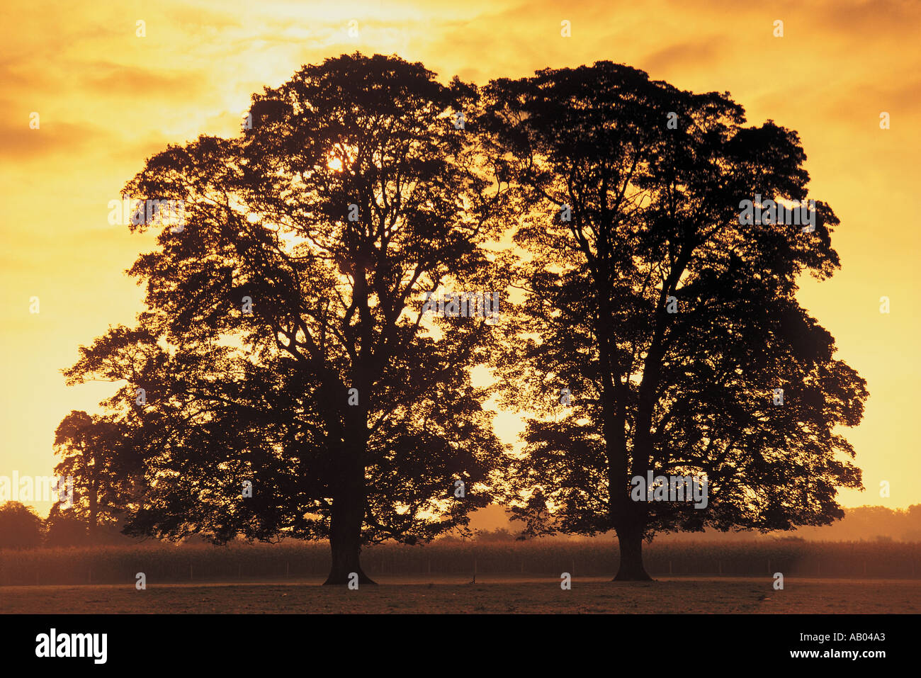 Silhouette twin trees sunset hi-res stock photography and images - Alamy