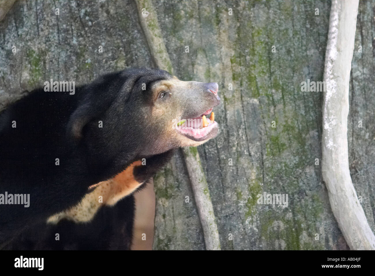 Sun bear helarctos malayanus captive hi-res stock photography and ...