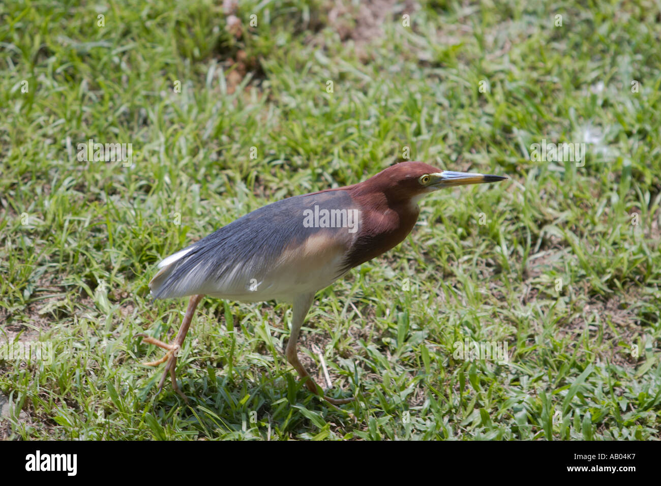 A mangrove pitta (Pitta megarhyncha), a species of passerine bird in ...