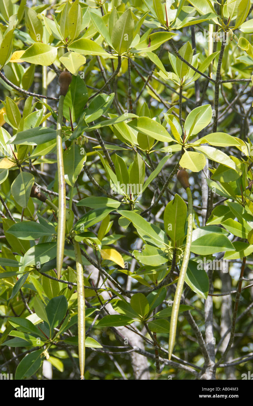 Asiatic mangrove tree (Rhizophora mucronata) with propagules. Langkawi ...