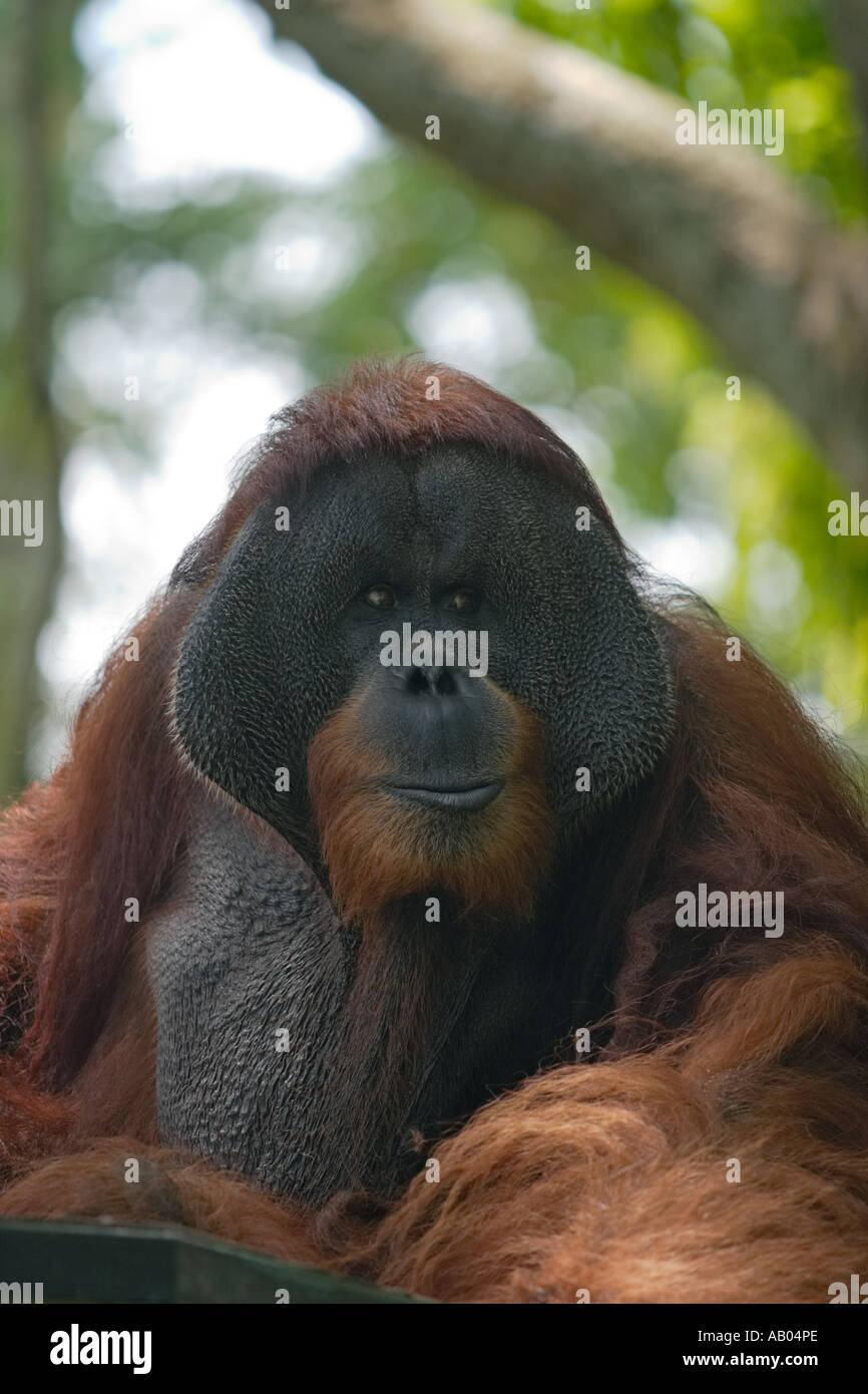 Head and shoulders portrait of an adult male Bornean orangutan (Pongo ...
