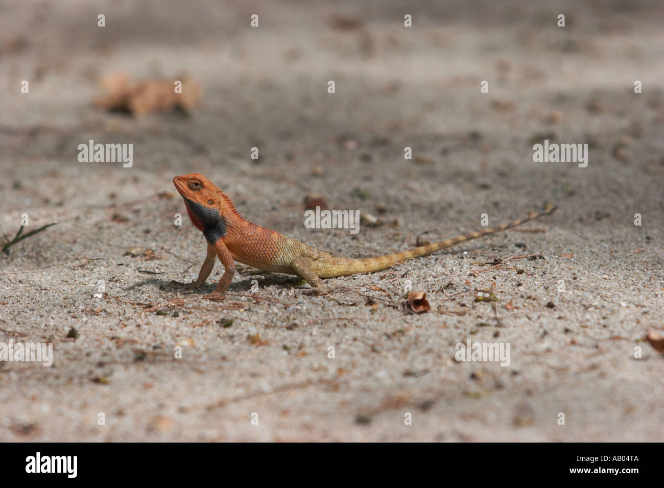Oriental garden lizard in breeding colors on the ground. Langkawi ...