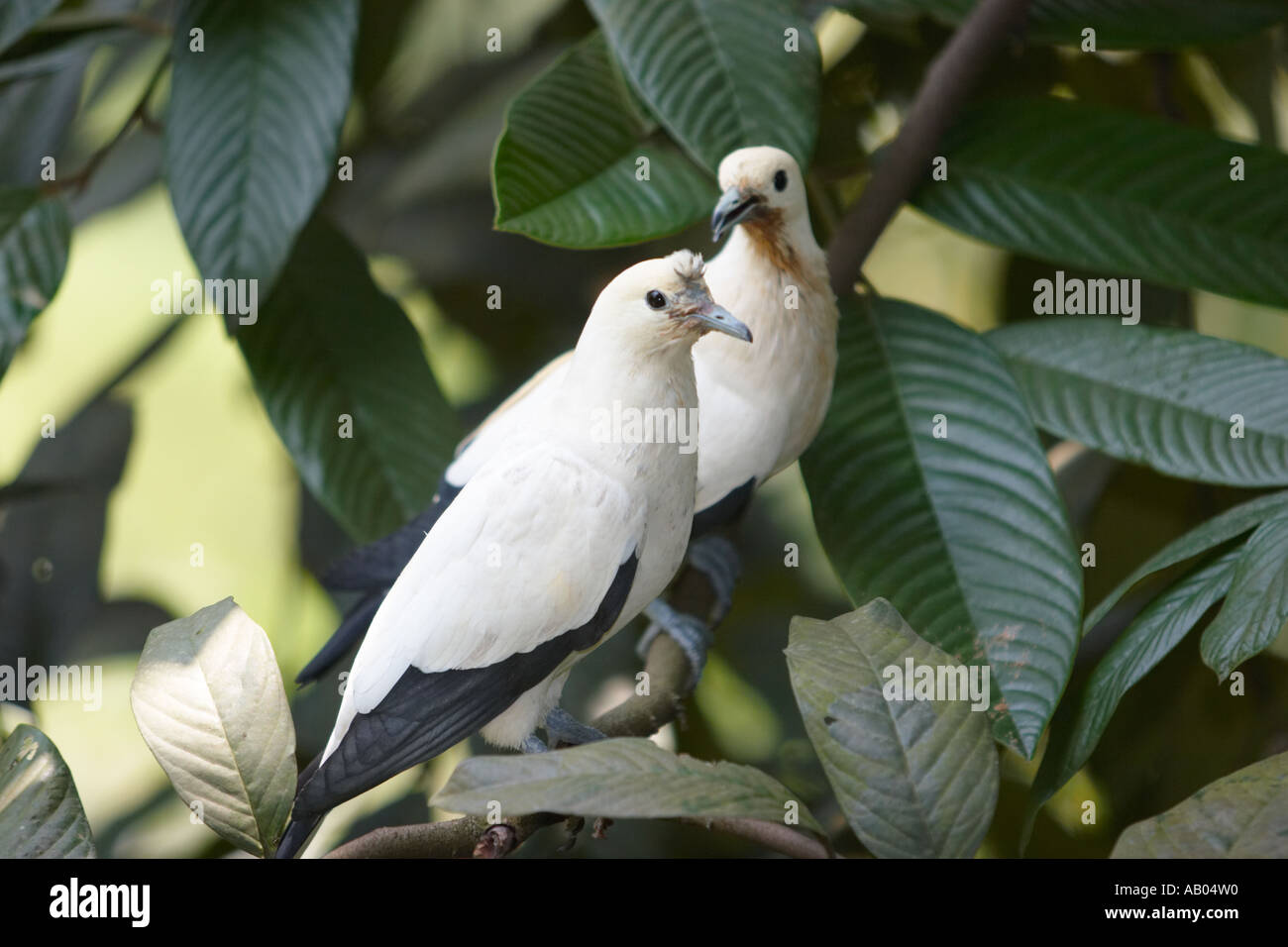 Malaysian pigeon hi-res stock photography and images - Alamy