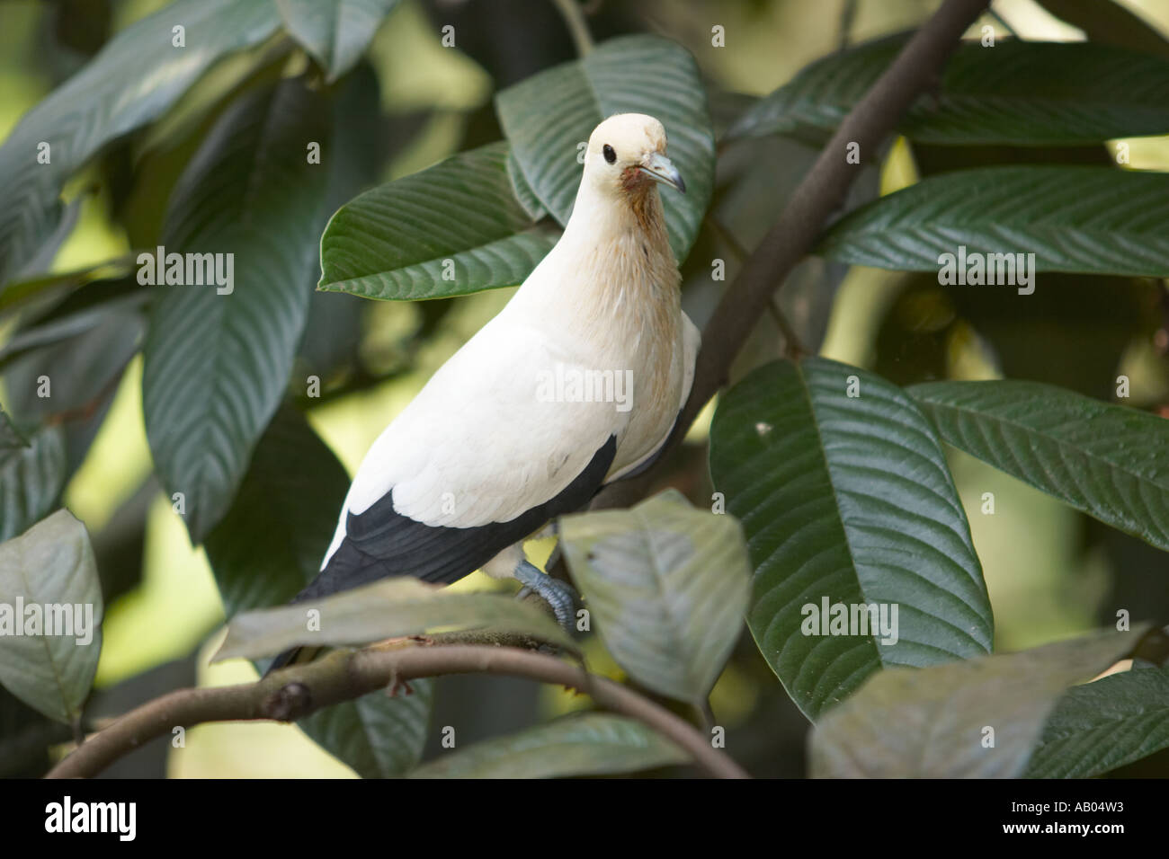 Pied imperial pigeon at Kuala Lumpur Bird Park. Malaysia Stock Photo ...