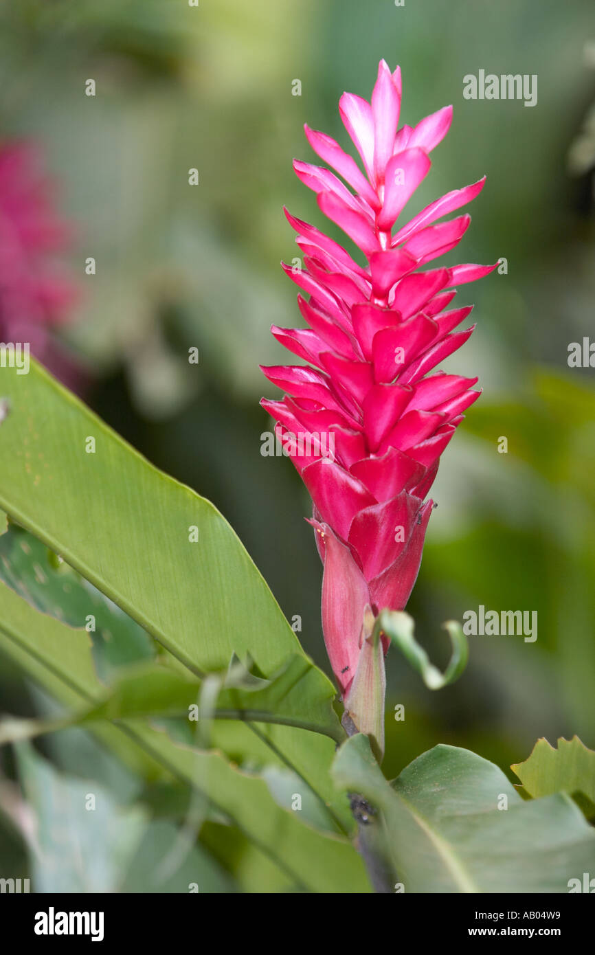 Cone flower closeup hi-res stock photography and images - Alamy