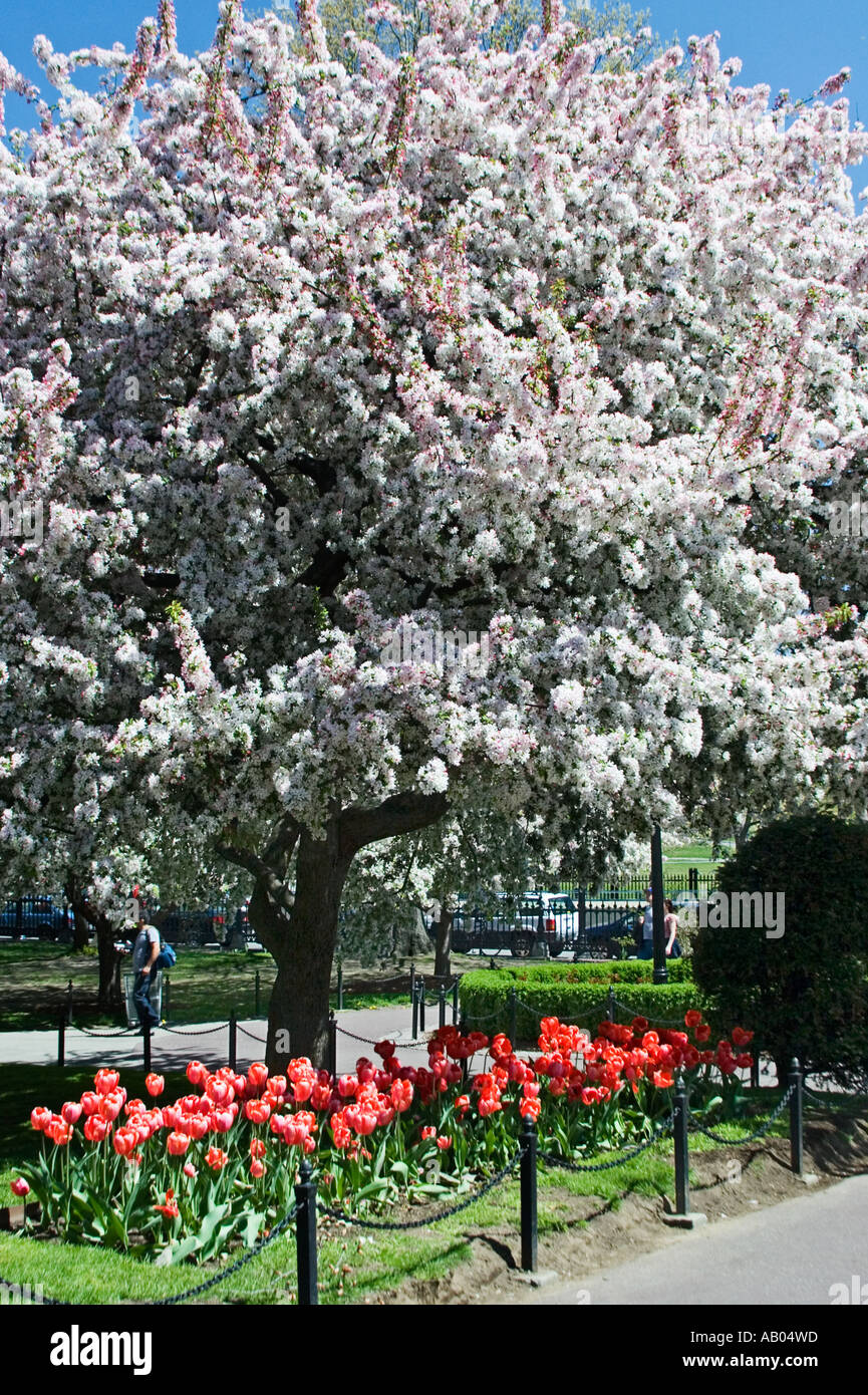 Magnolia Tree and Flower Beds at the Boston Public Garden in downtown ...