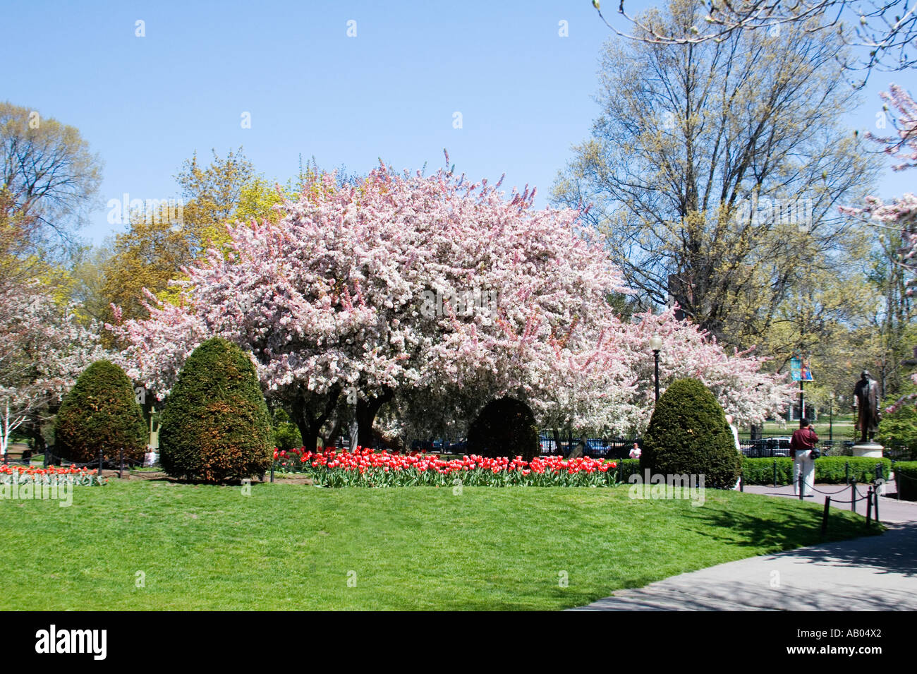 Magnolia Tree and Flower Beds at the Boston Public Garden in downtown ...