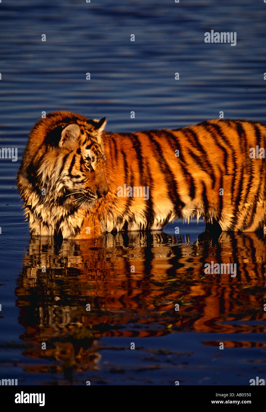 Siberian tiger cat feline tiger cats felines hi-res stock photography ...