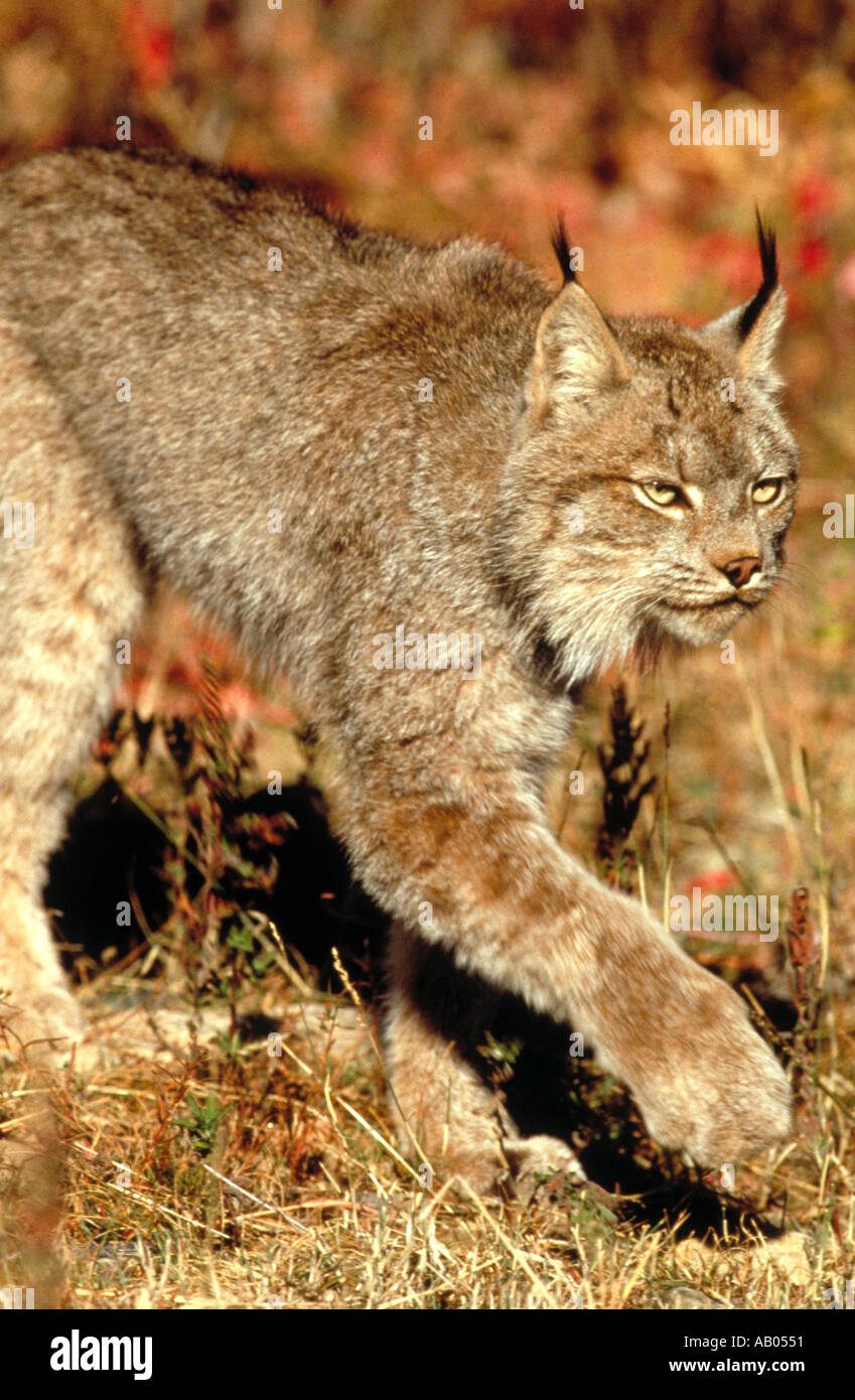 Lynx Felix lynx Stock Photo - Alamy Lynx Felix lynx Stock Photo - Alamy