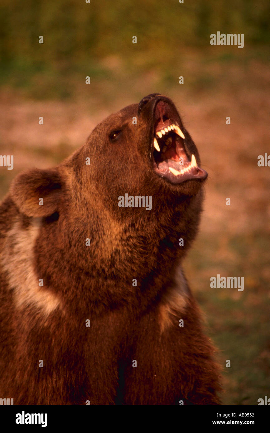 Growling ursus hi-res stock photography and images - Alamy