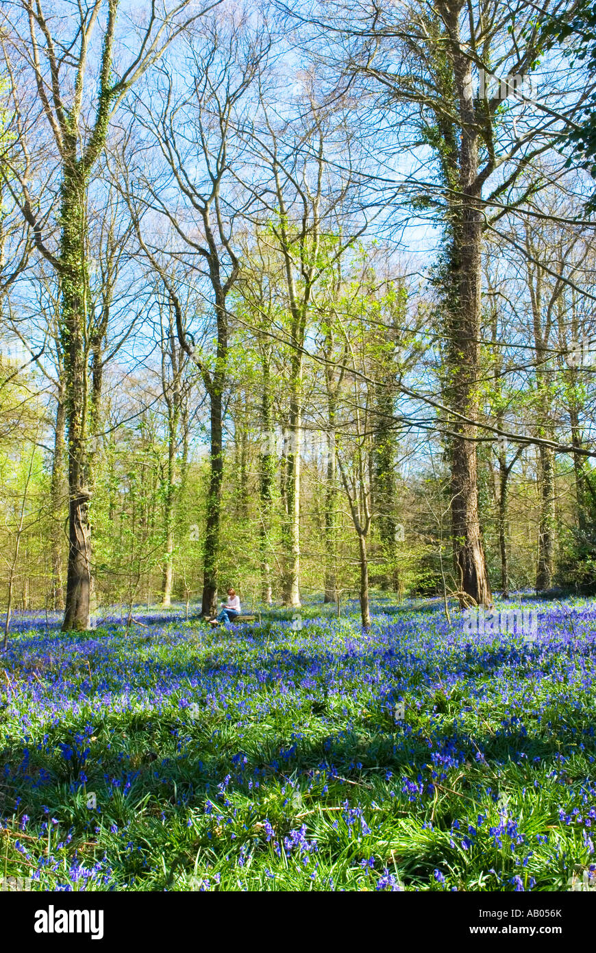 Bere Forest High Resolution Stock Photography and Images - Alamy