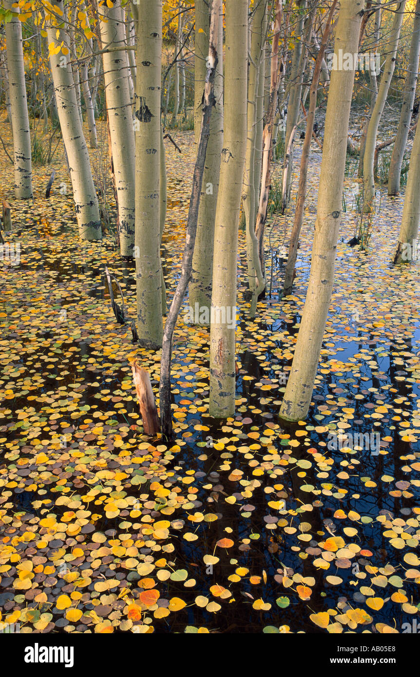 Fall leaves floating on the top of flood water in a grove of Aspen ...