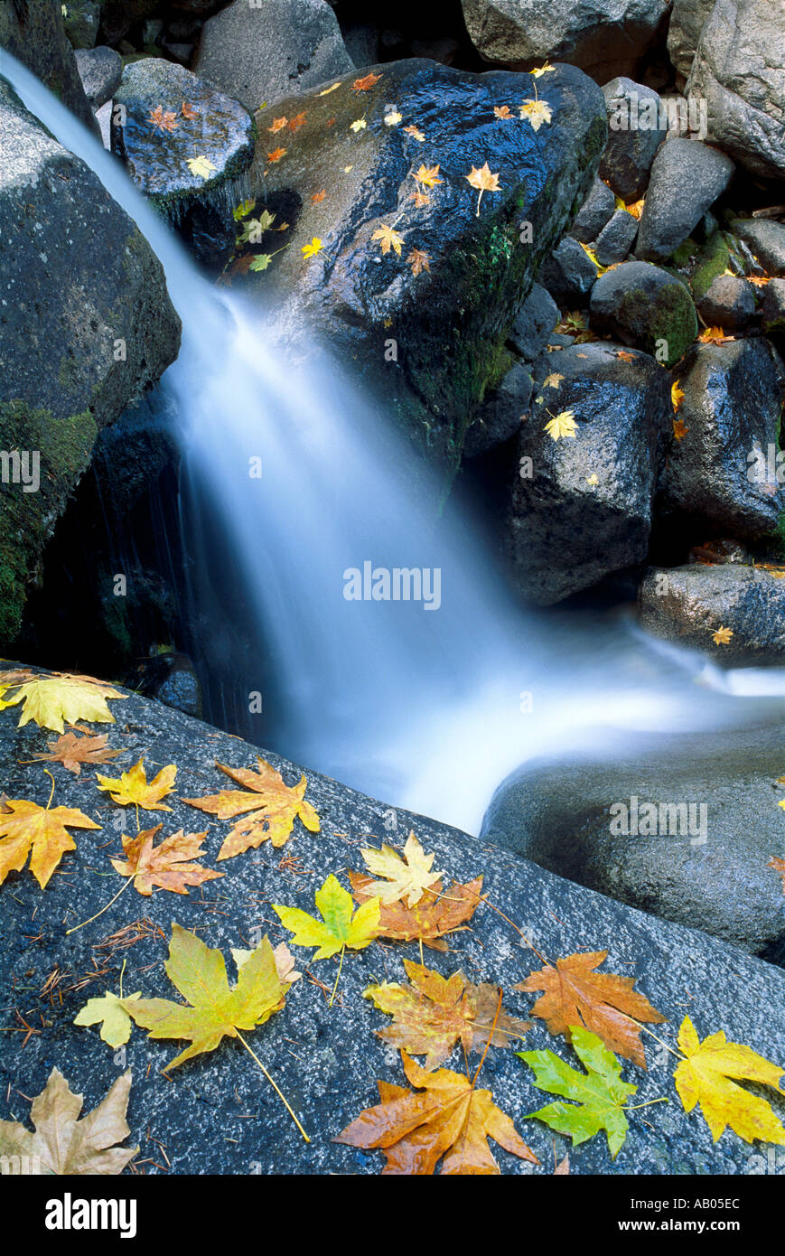 Water cascades over rocks covered with Big Leaf Maple leaves at ...