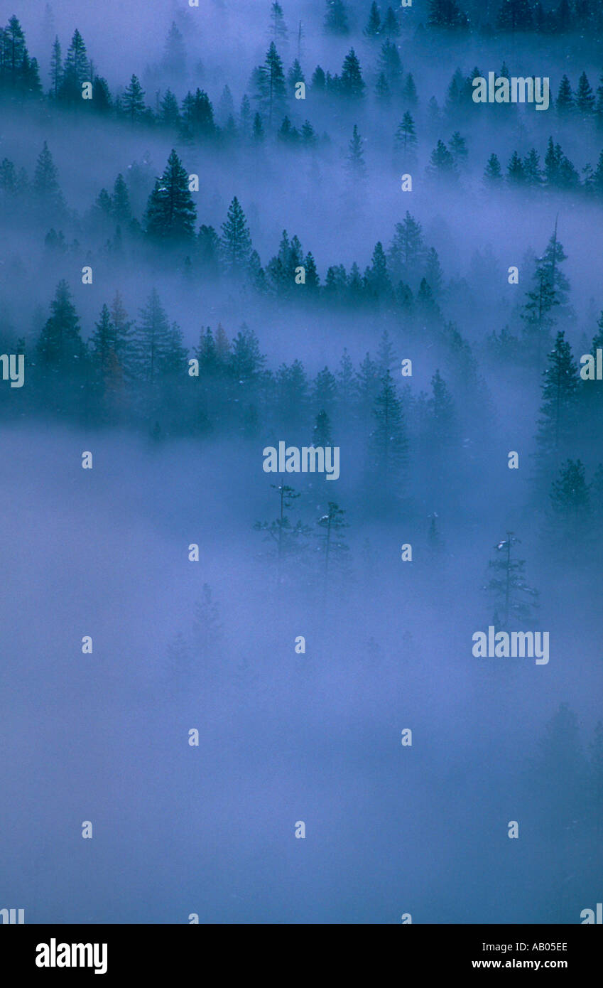 Ponderosa Pines appear through a heavy mist in Yosemite National Park ...