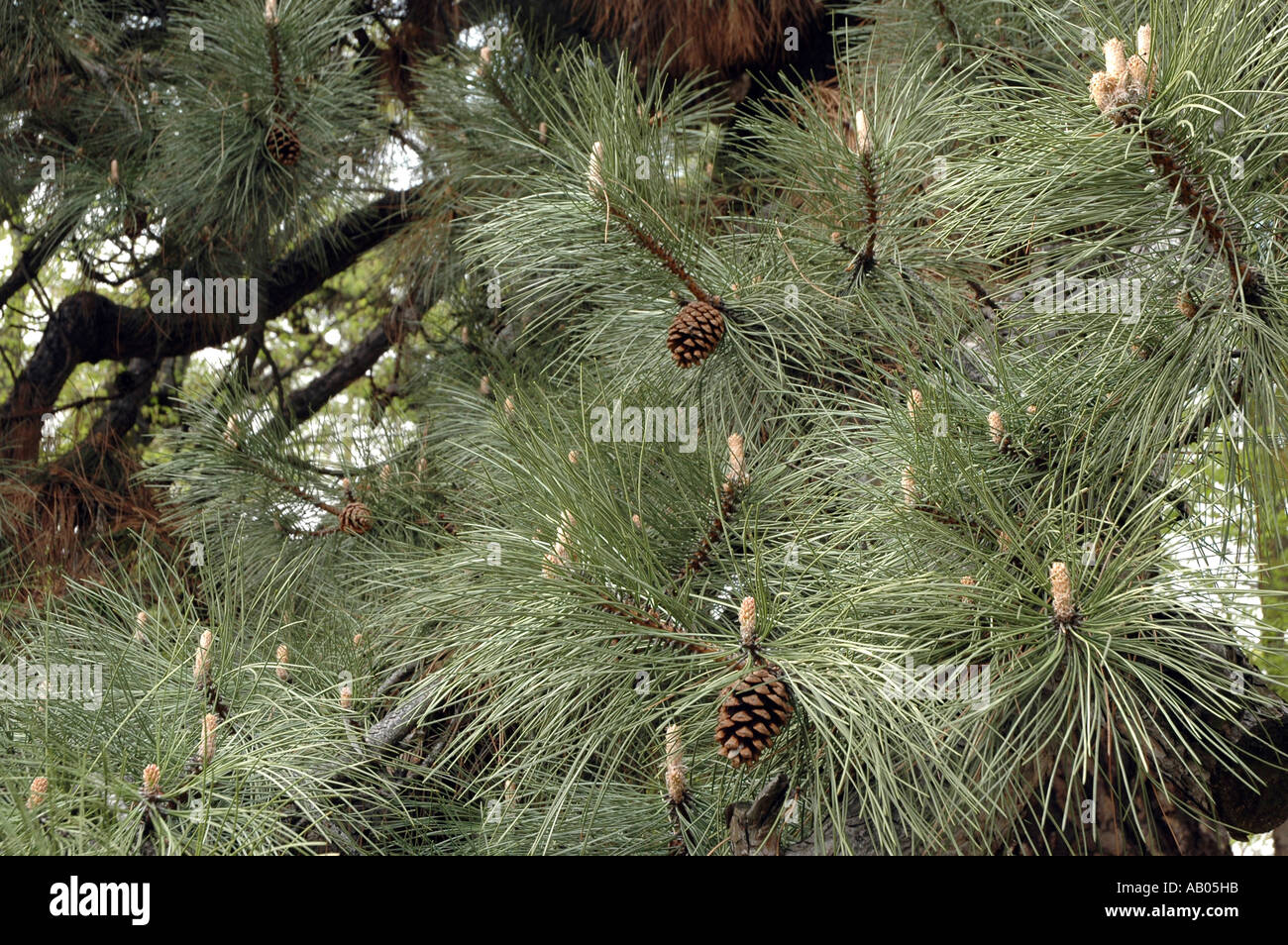 European Black Pine Pinus nigra tree also called Austrian pine Stock ...