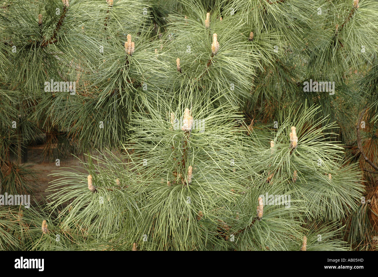 European Black Pine Pinus nigra tree also called Austrian pine Stock ...
