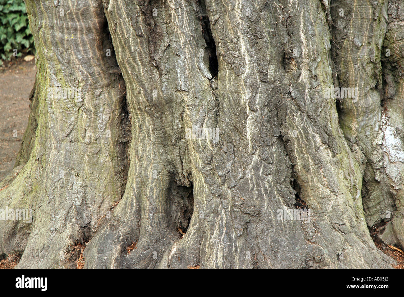 European Hornbeam Carpinus betulus tree also called Musclewood or ...