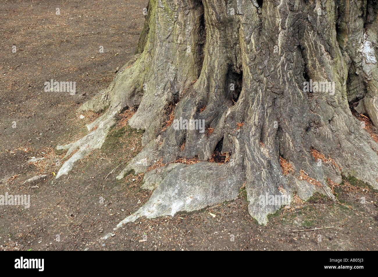 European Hornbeam Carpinus betulus tree also called Musclewood or ...
