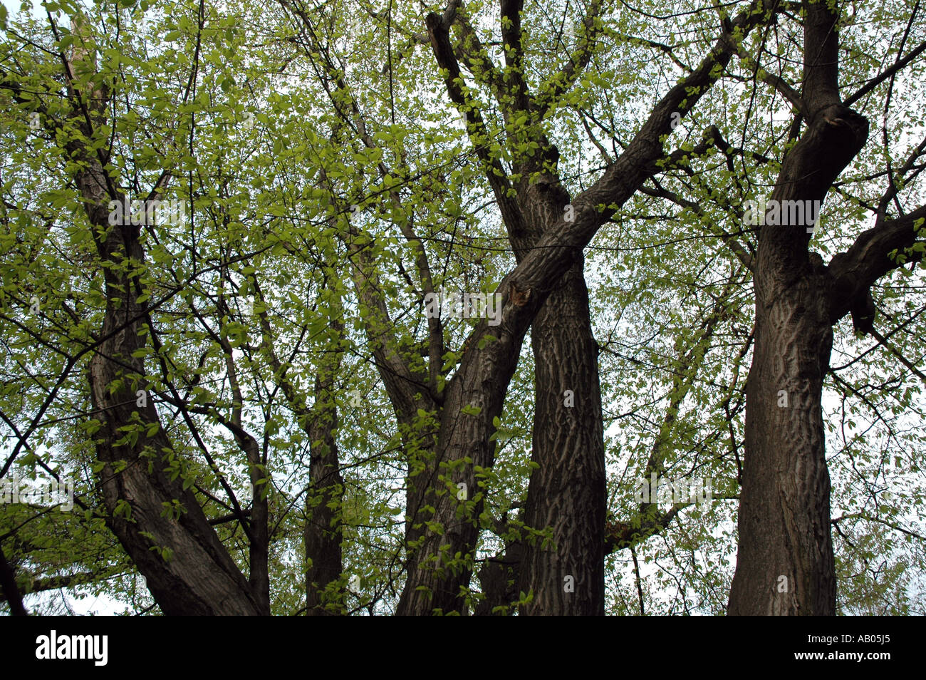 European Hornbeam Carpinus betulus tree also called Musclewood or ...