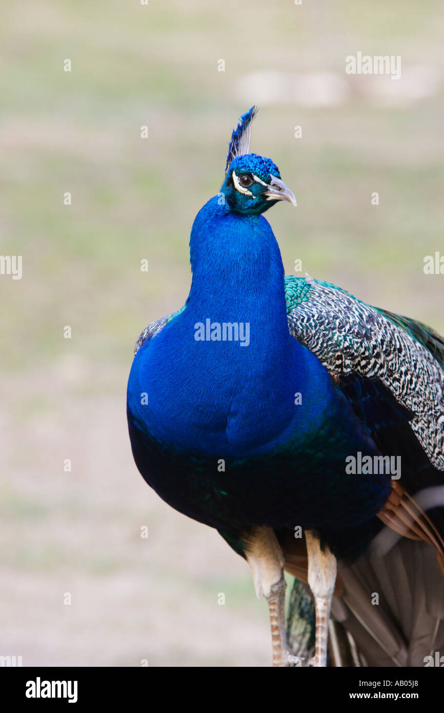 India blue peacock hi-res stock photography and images - Alamy