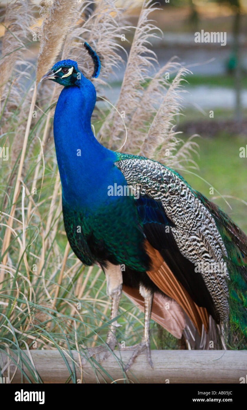 Male India Blue Peacock Stock Photo - Alamy
