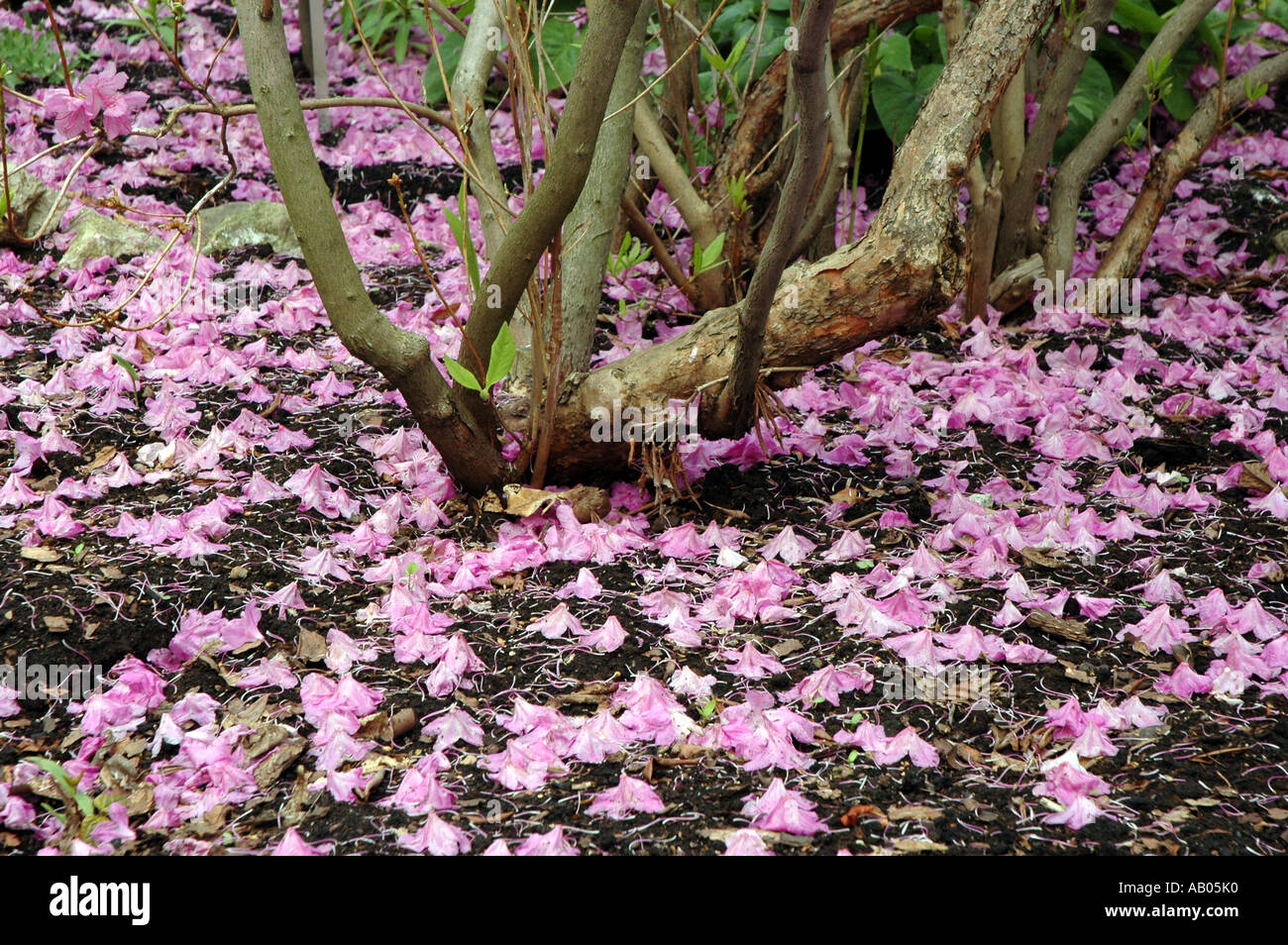Rhododendron Mucronulatum Snow Azalea flower also called Korean ...