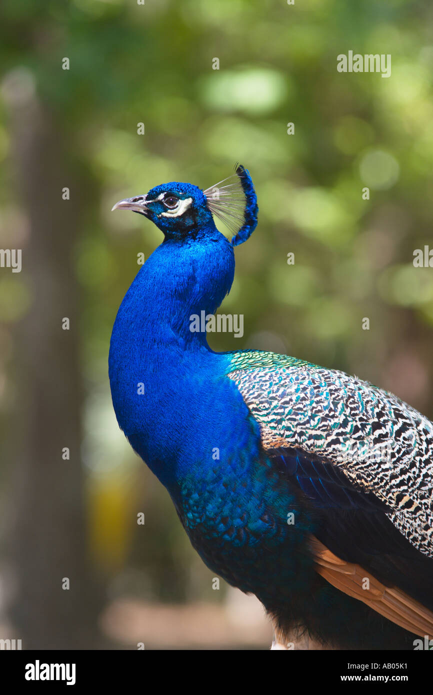 Male India Blue peacocks roam freely at Magnolia Park in Apopka ...
