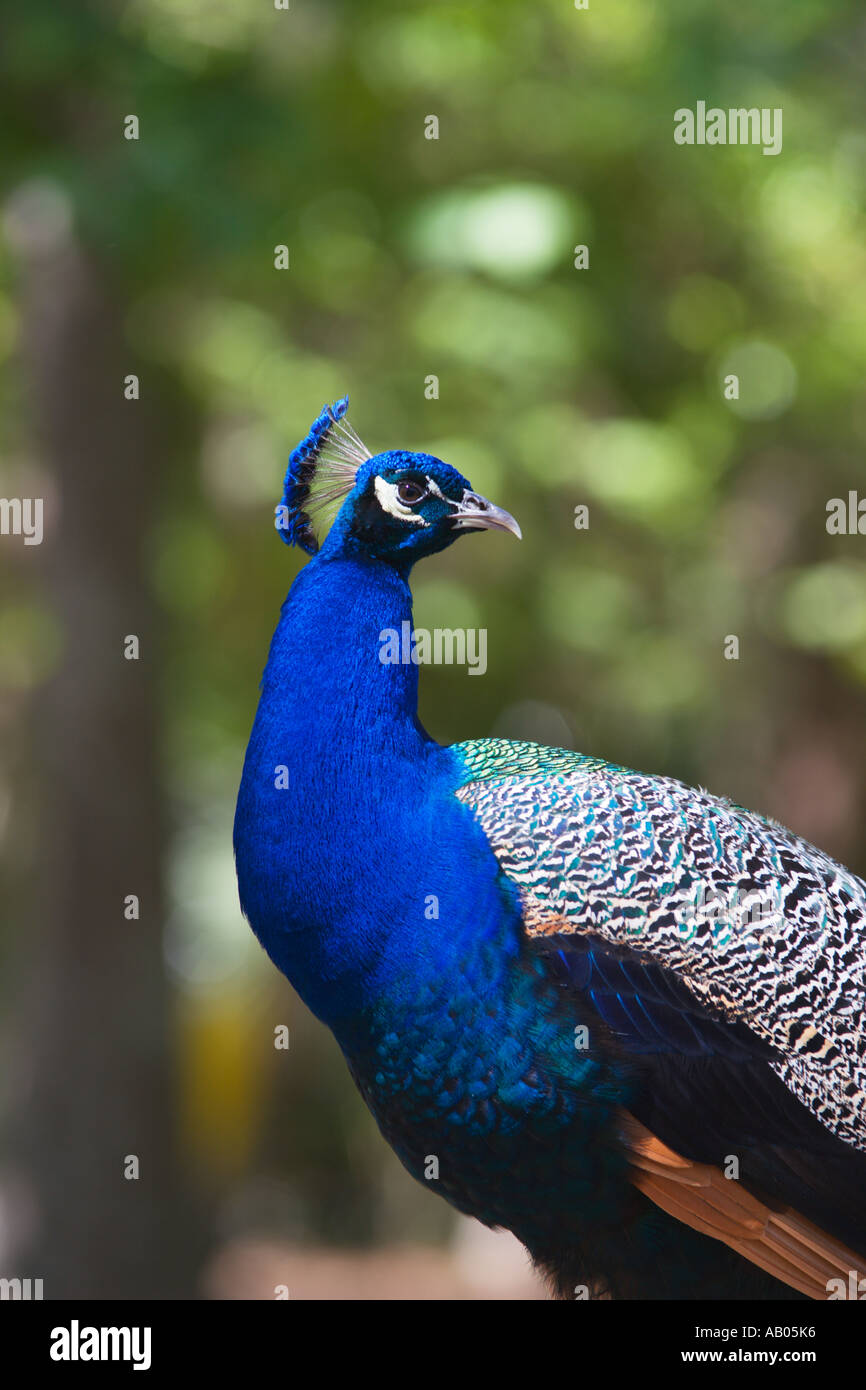 India and us hi-res stock photography and images - Alamy