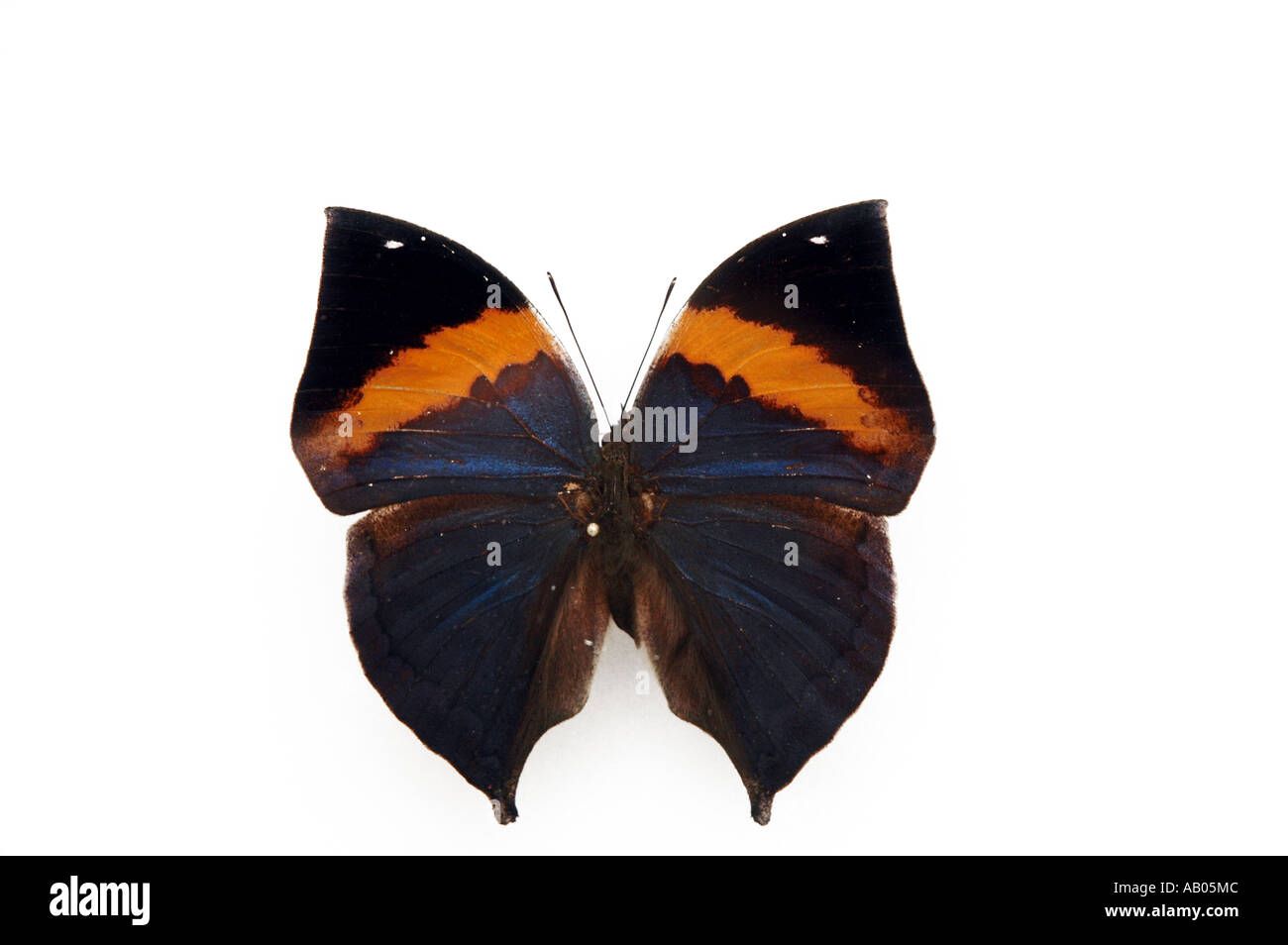 Kalima Paralecta butterfly from Indonesia Stock Photo - Alamy