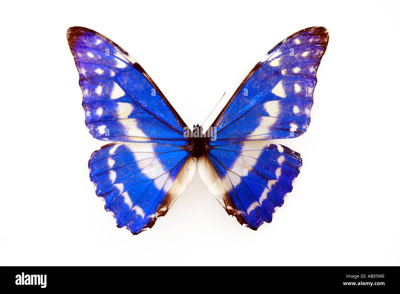 the Blue Morpho butterfly Morpho Cypris butterfly Stock Photo - Alamy