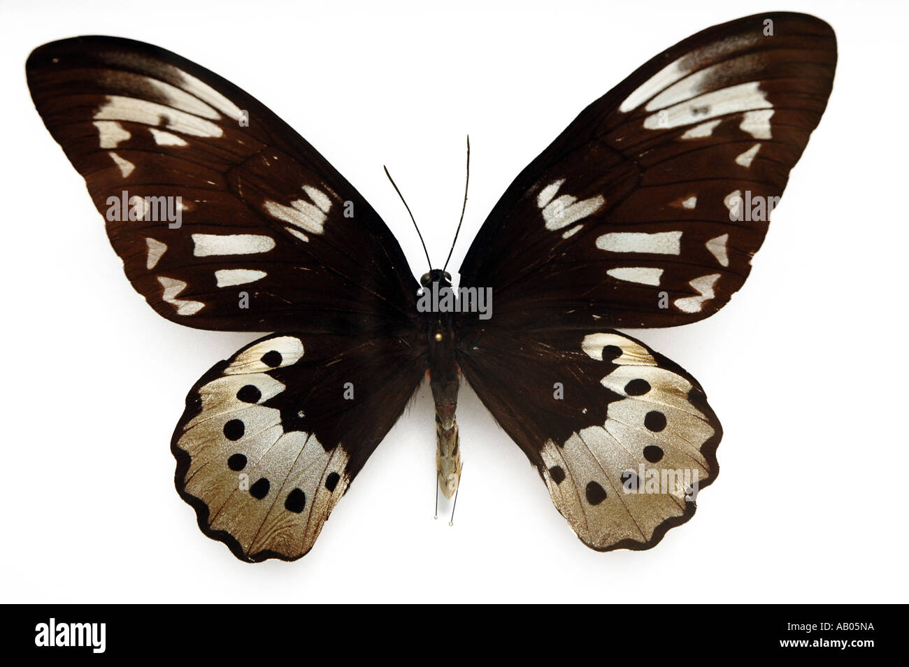 Goliath Birdwing Ornithoptera Goliath Samson female butterfly from ...