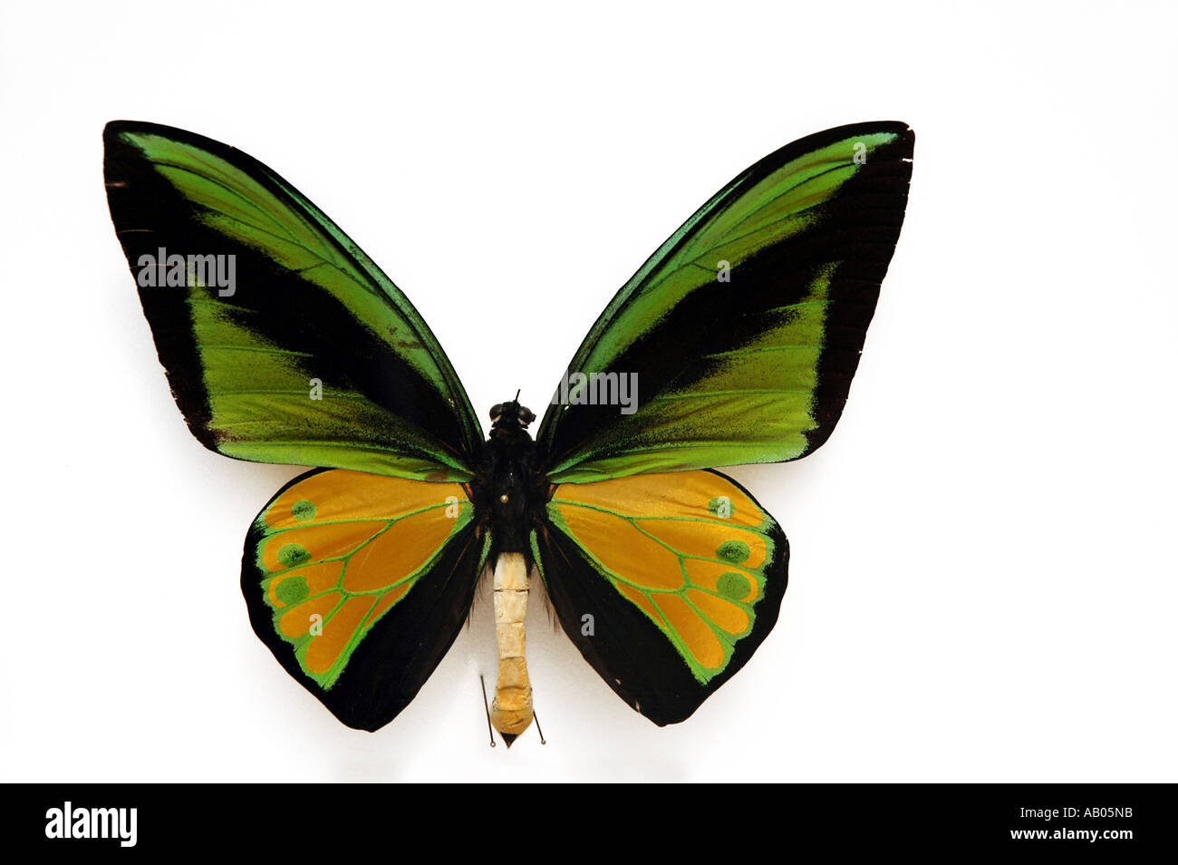 Goliath Birdwing Ornithoptera Goliath Samson male butterfly from ...