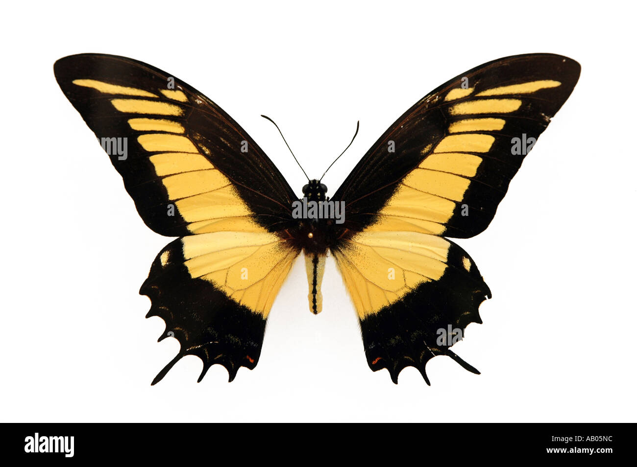 Papilio androgeus hi-res stock photography and images - Alamy