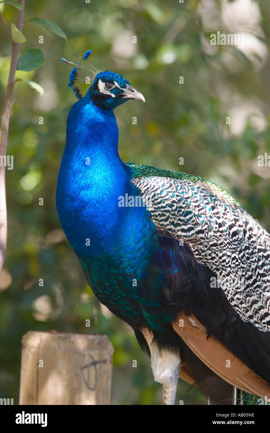 Male India Blue peacocks roam freely at Magnolia Park in Apopka ...