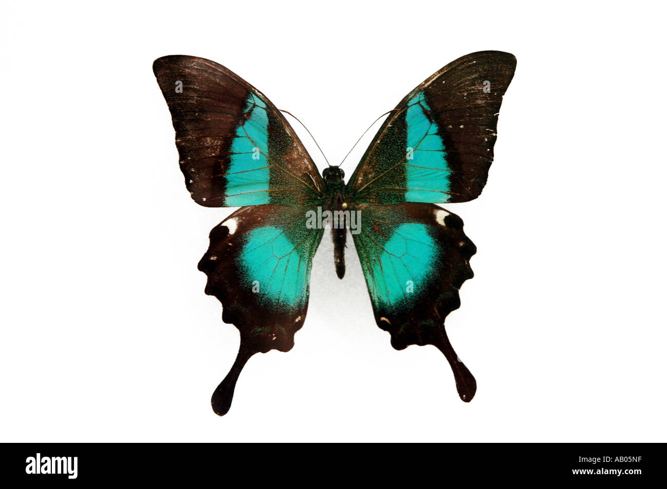 Malabar banded peacock papilio buddha Cut Out Stock Images & Pictures ...