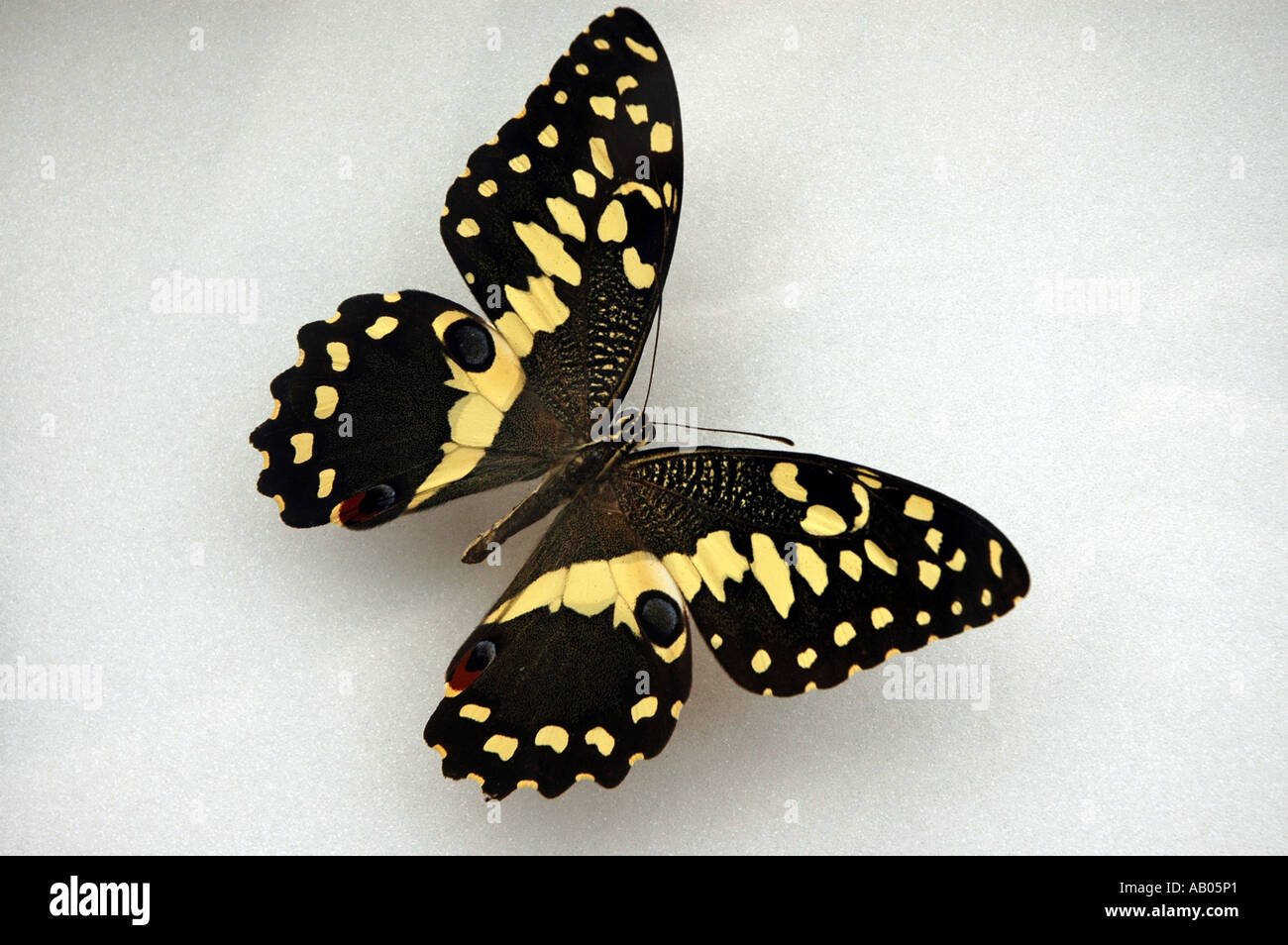 Citrus Swallowtail Papilio Demodocus butterfly from Madagascar also ...