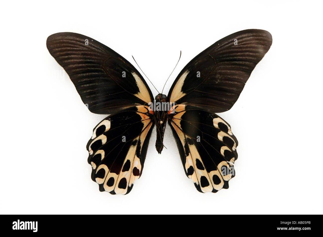 Scarlet Mormon red butterfly Papilio Rumanzovia butterfly from The ...