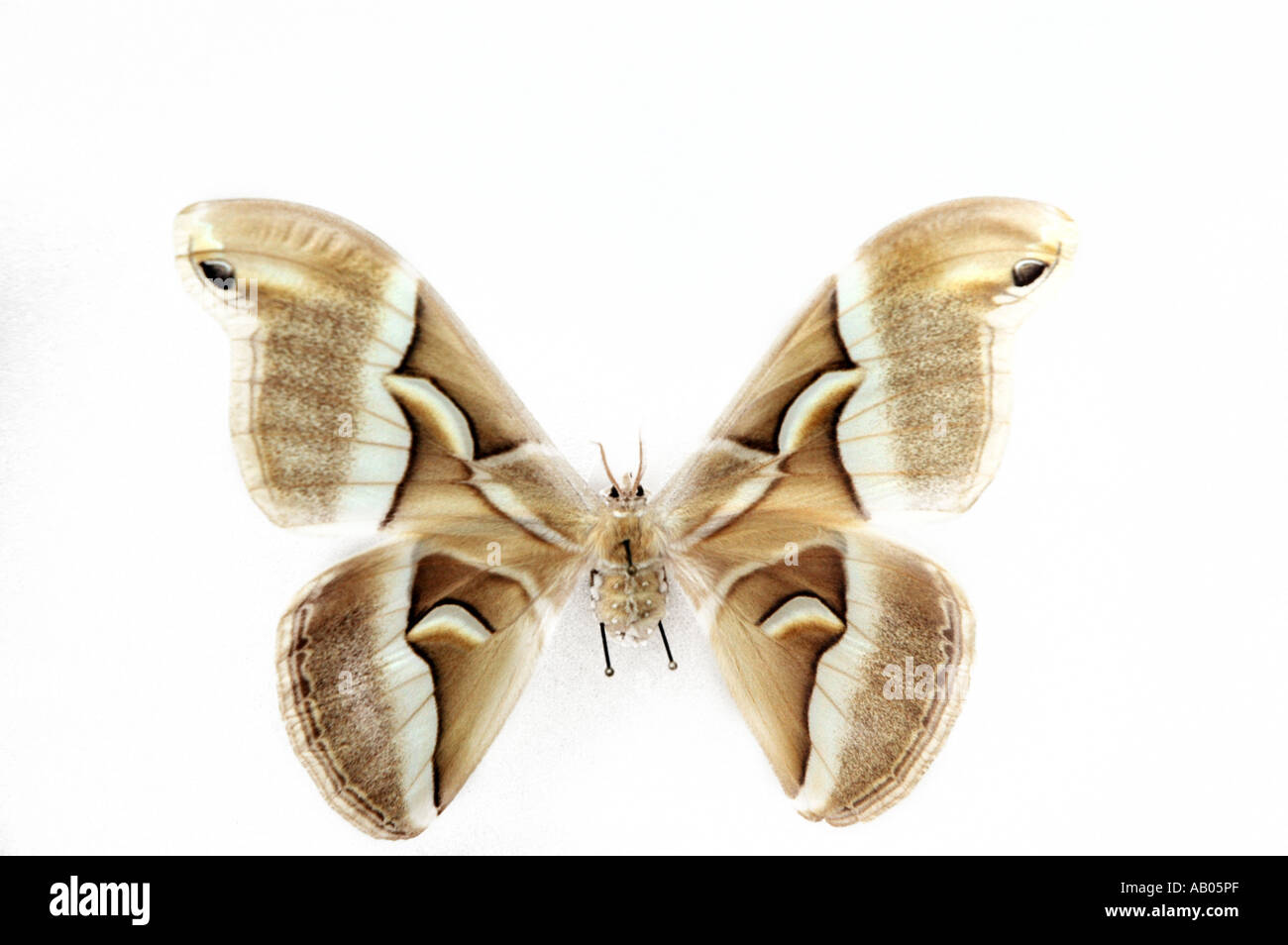 Samia Cynthia or Actias Cynthia Ailanthus silkmoth Stock Photo - Alamy