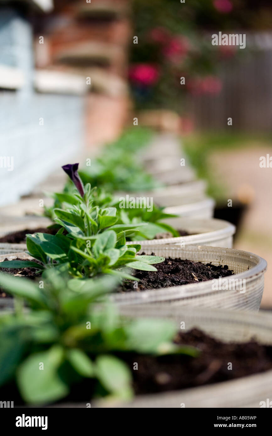 small plant pots row potting garden soil grow Stock Photo - Alamy
