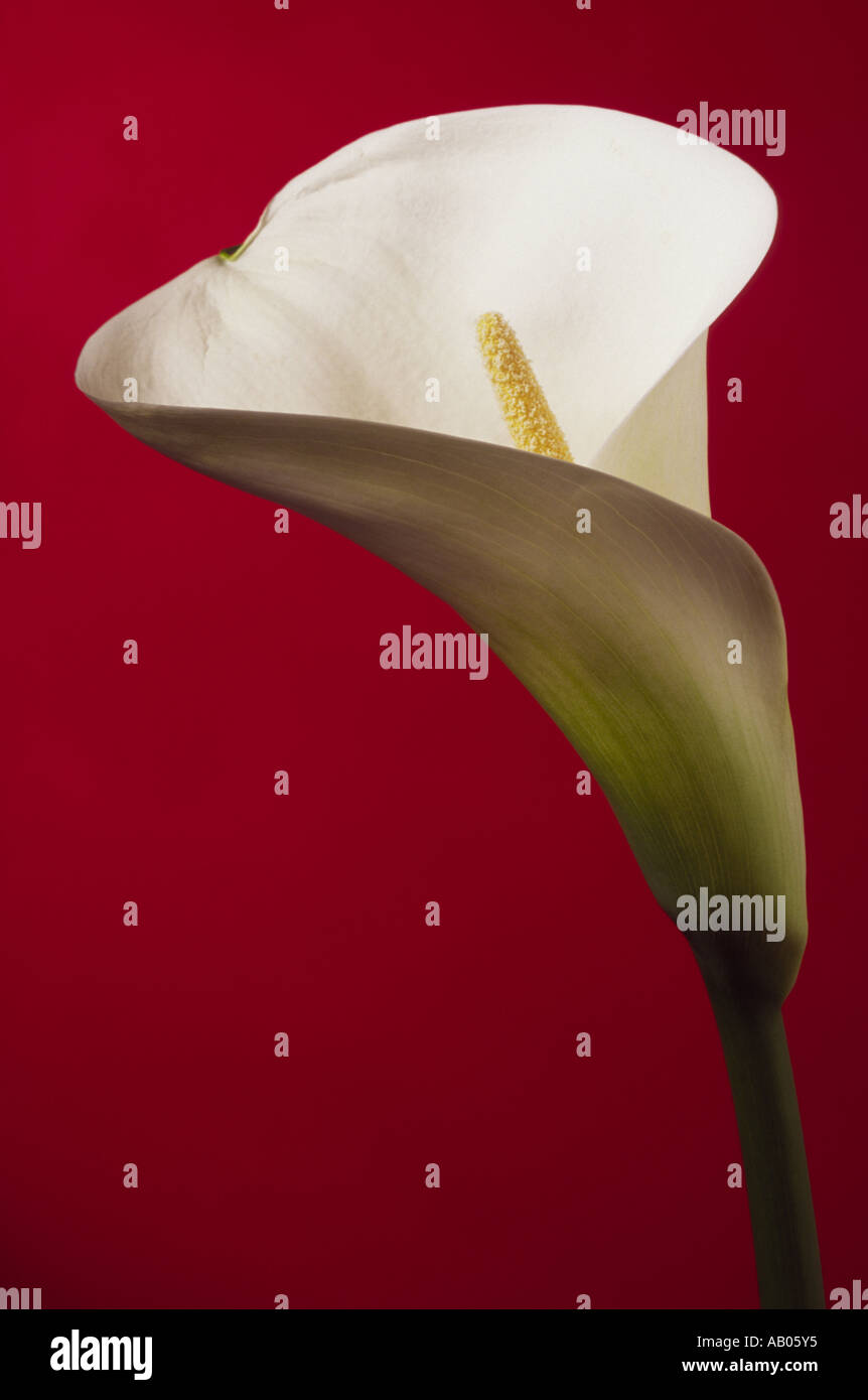 Solitary white calla lily hi-res stock photography and images - Alamy