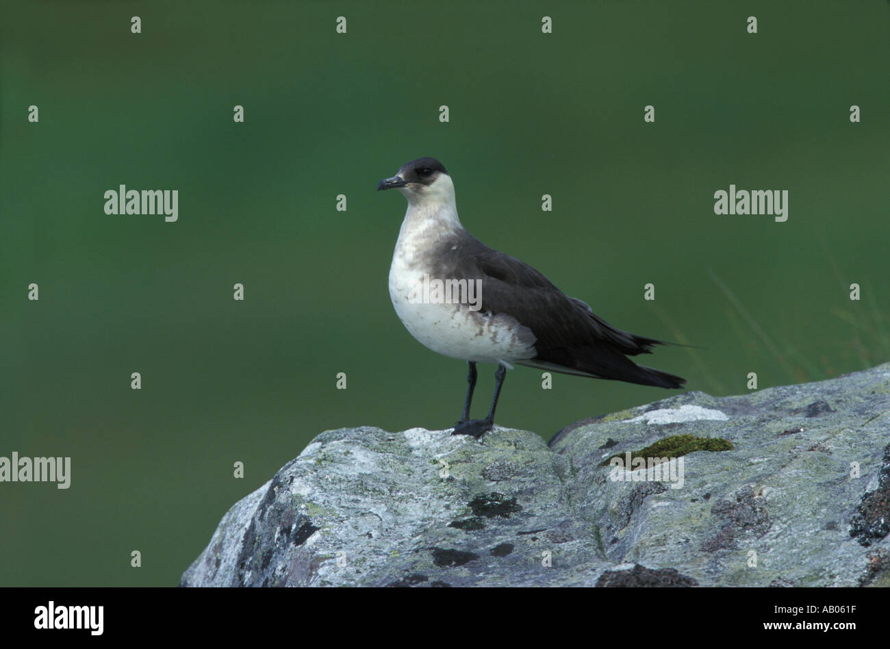 ARCTIC SKUA Stercorarius parasiticus Stock Photo - Alamy