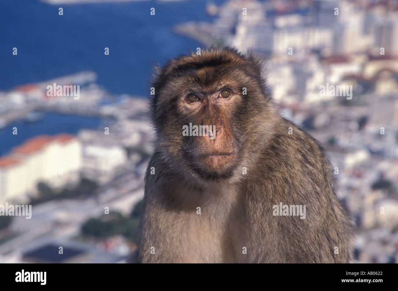 Monkey macaca sylvanus in hi-res stock photography and images - Alamy